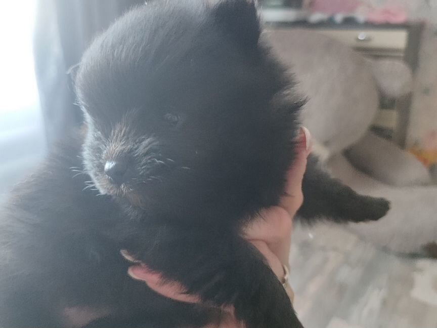 Продам щенка Померанского шпица
