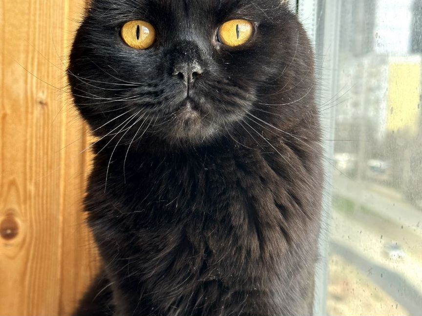 Кот Анатолий