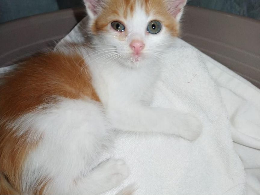 Котёнок