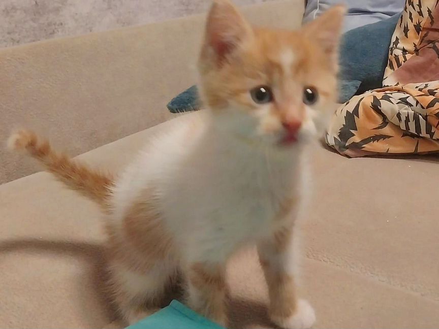 Маленький мальчик ищет дом