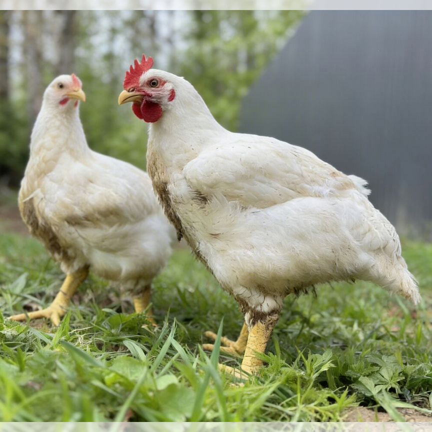 Бройлер, домашний бройлер оптом и в розницу