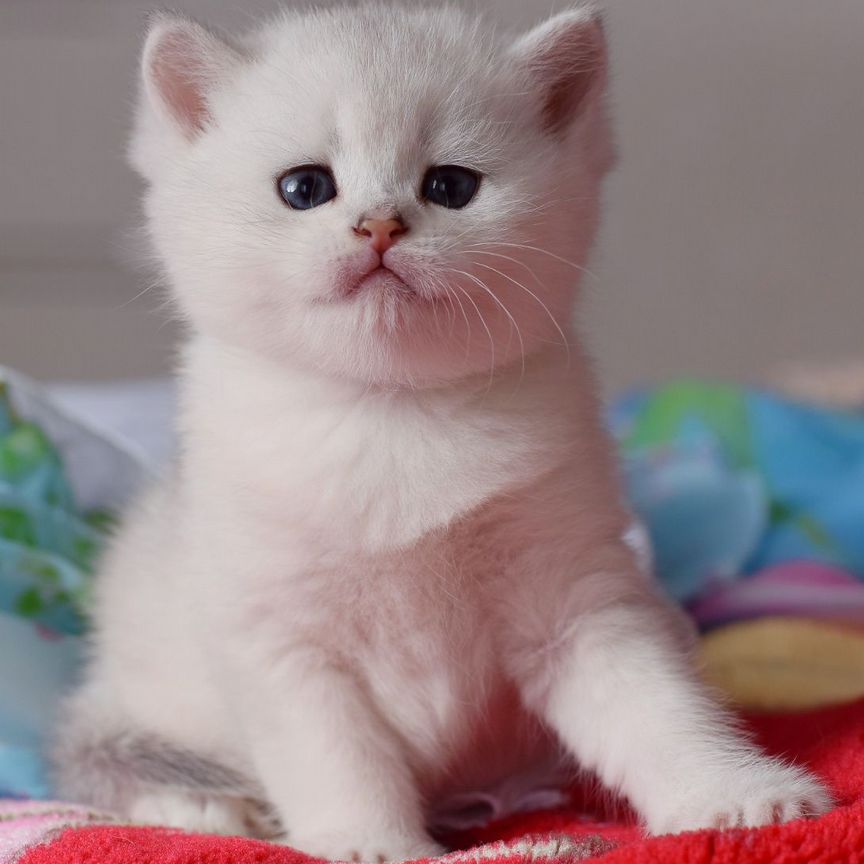 Шотландский вислоухий короткошёрстный котёнок