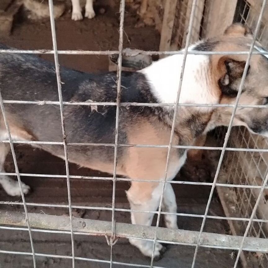 Среднеазиатская овчарка, взрослая собака