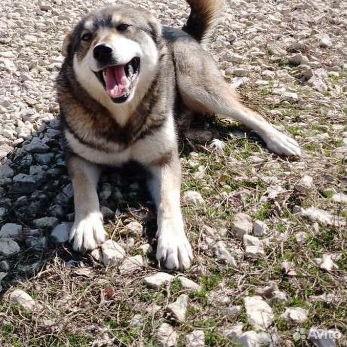 Метис лайки (девочка)