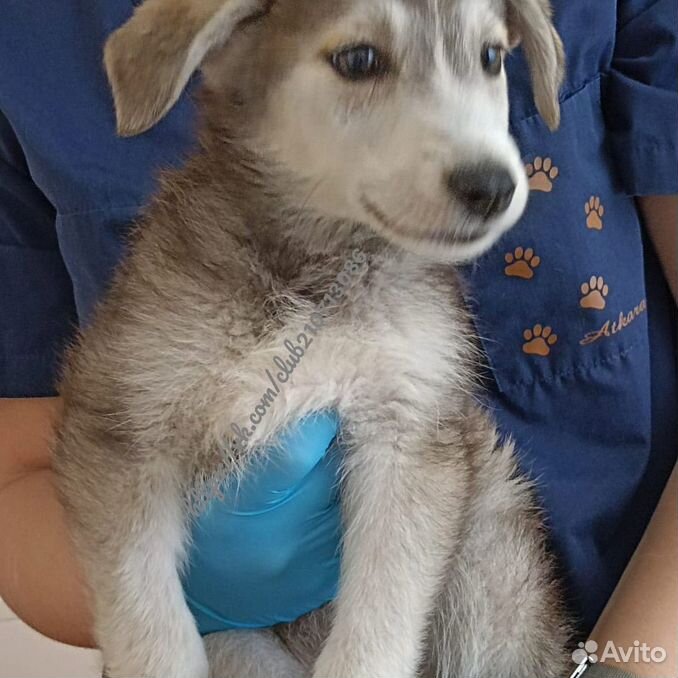 Маленький эльф ждет свою семью