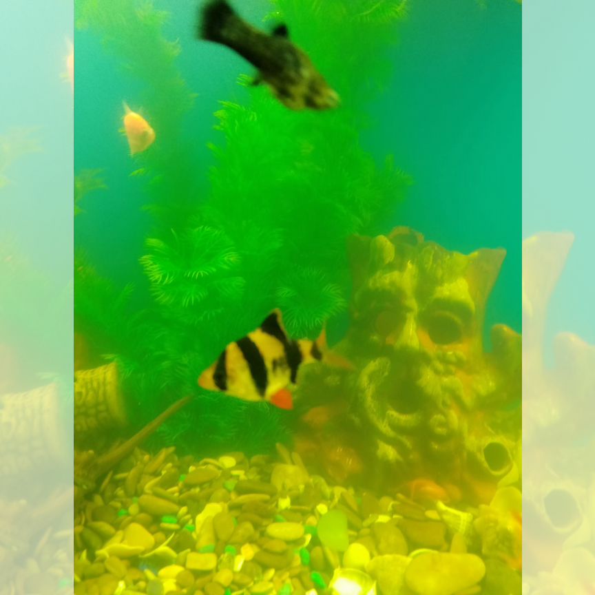 Суматранский барбус и амеки глянцевые