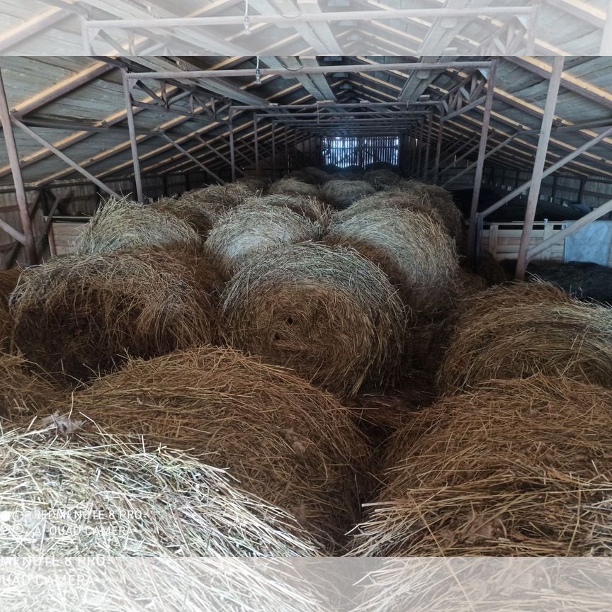 Продам сено в рулонах