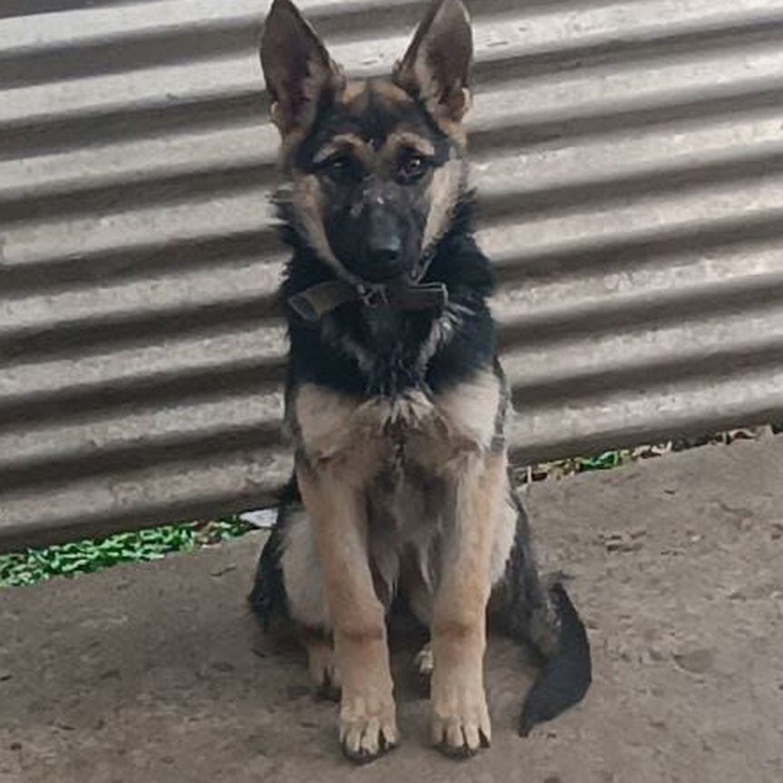 Немецкая овчарка, щенок