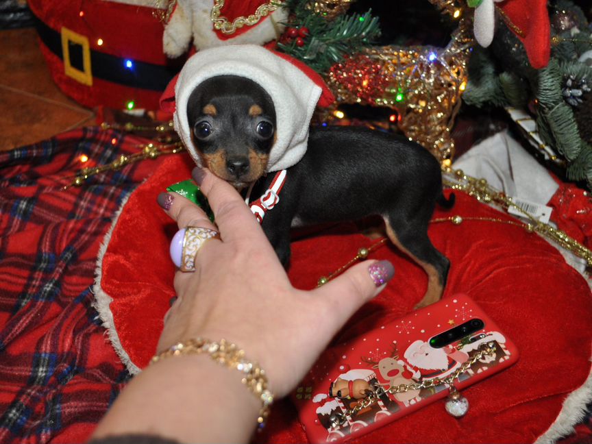 Щенок девочка той-терьер. Доставка есть