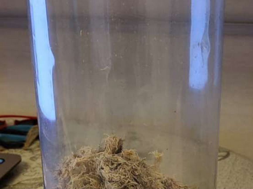 Бабочкарий