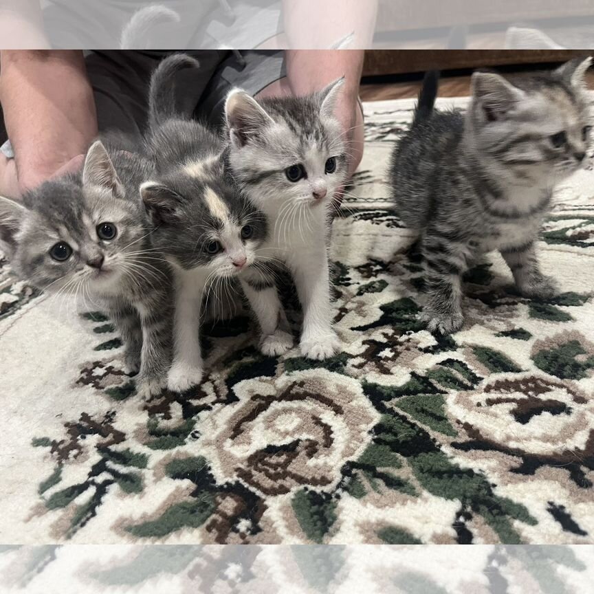 Котята от британской кошечки