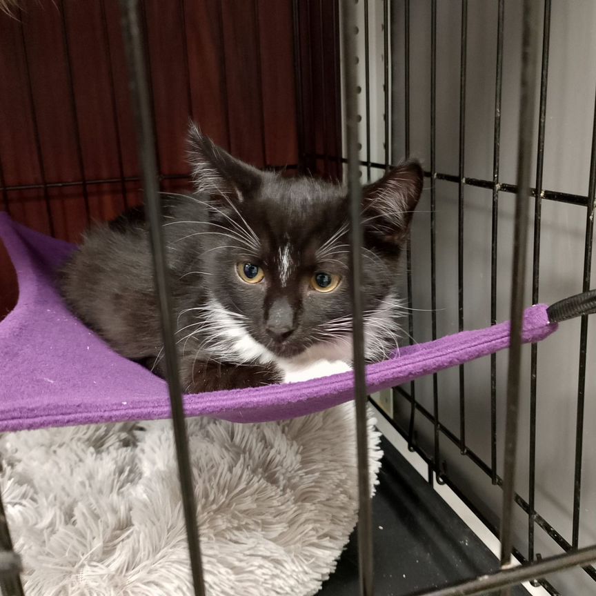Котята живут в клетке