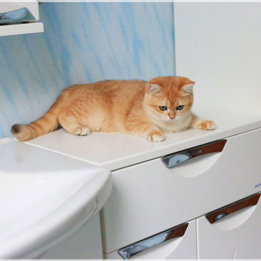 Британская кошечка золотая шиншилла