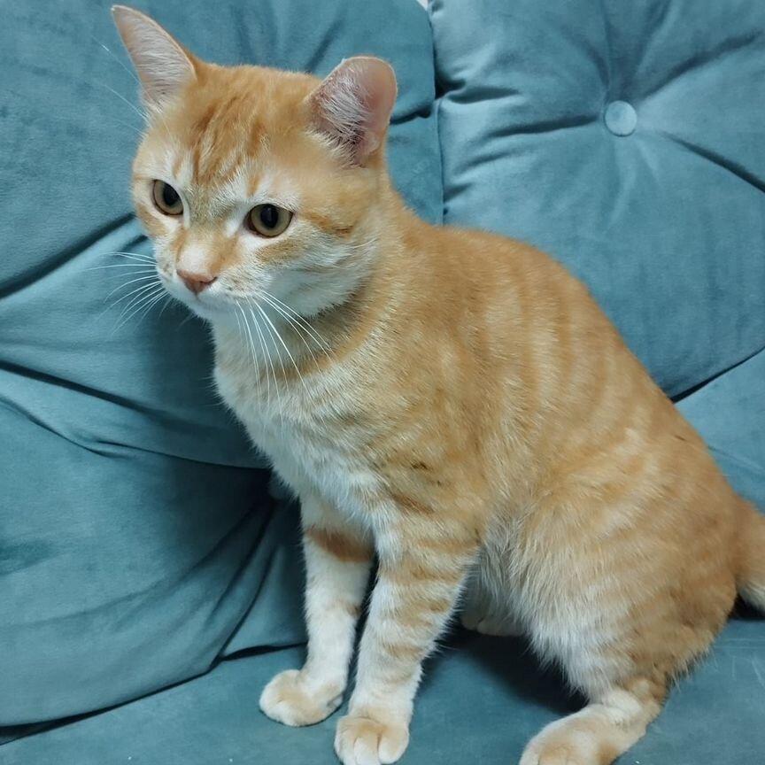 Кот в добрые руки