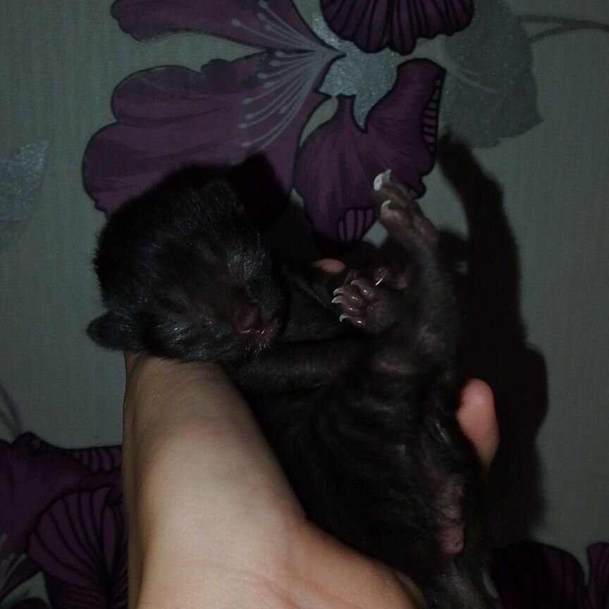 Одам котят до завтра. Два при красных мальчика