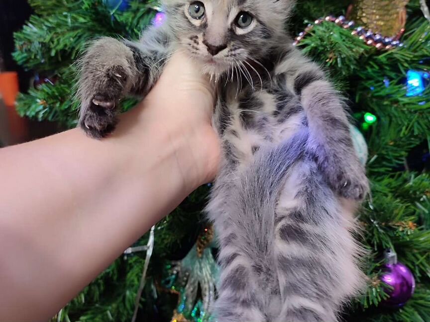 Котенок Мейн-кун