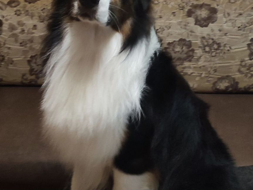 Австралийская овчарка