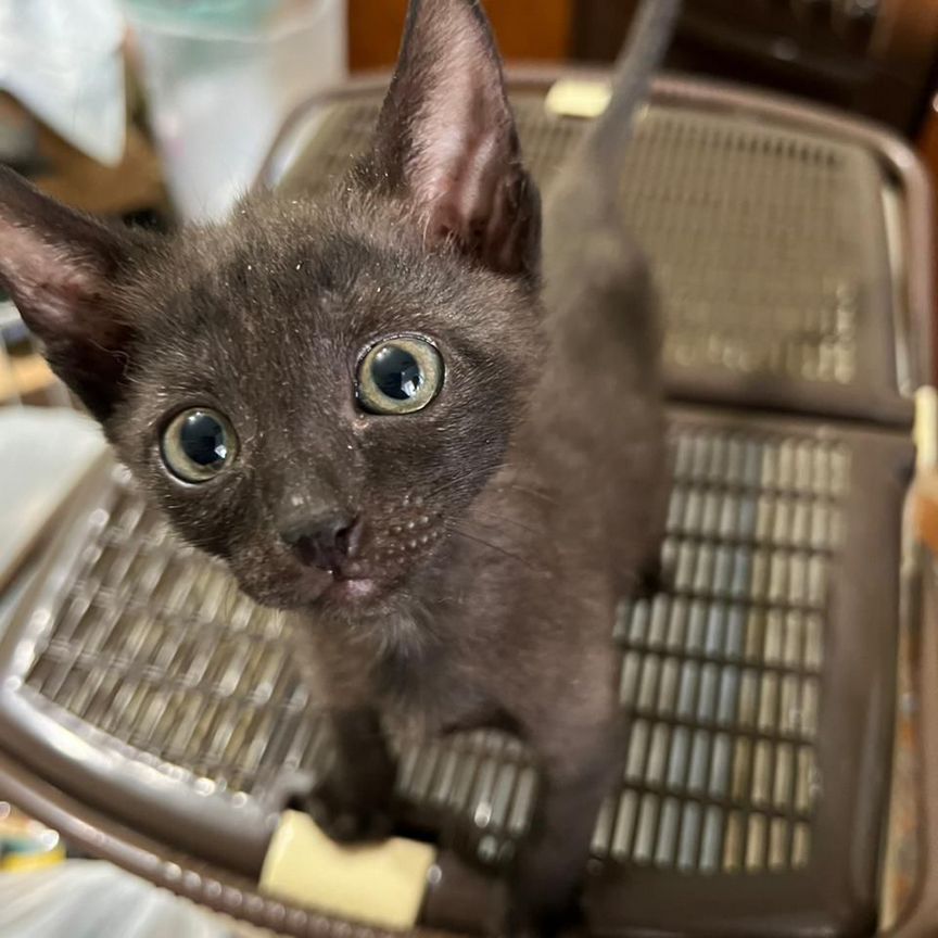 Дымчатый мальчик-милашка (из приюта)