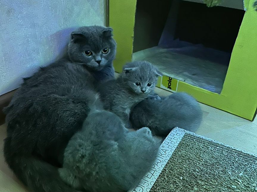 Британские вислоухие Котята серые
