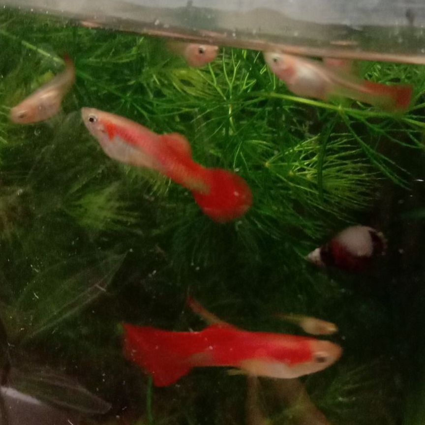Гуппи Московские алые