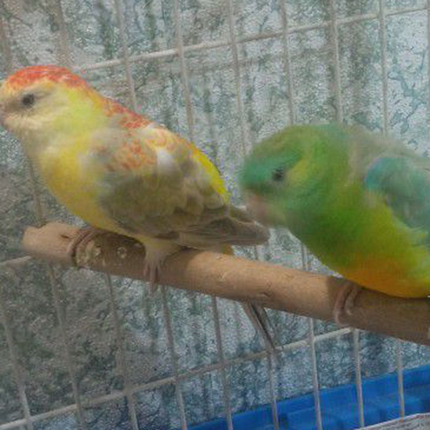 Попугай певчие на брони до 9.02