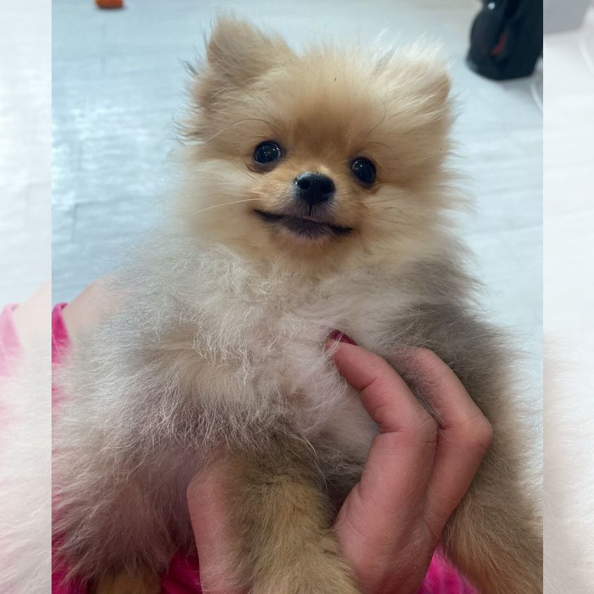 Щенок немецкого шпица