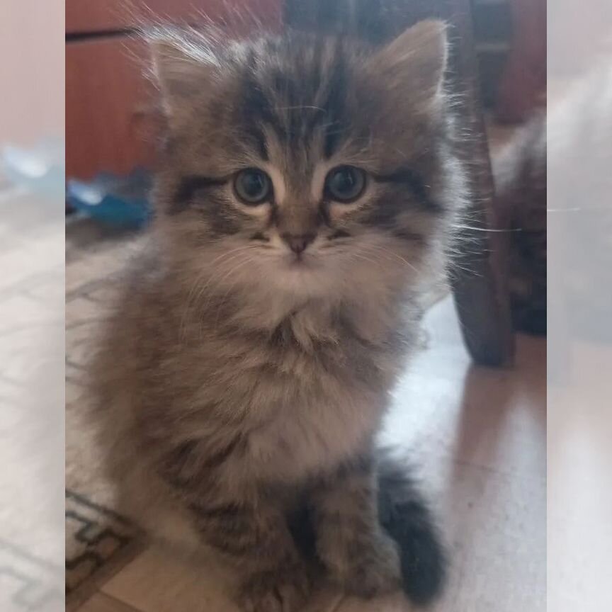 Сибирский котёнок