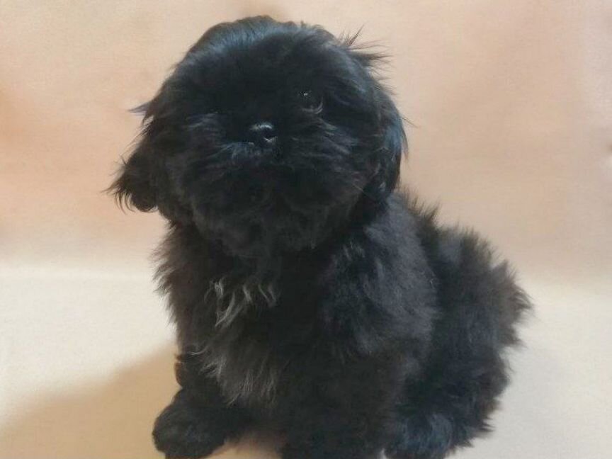 Ши-тцу девочка