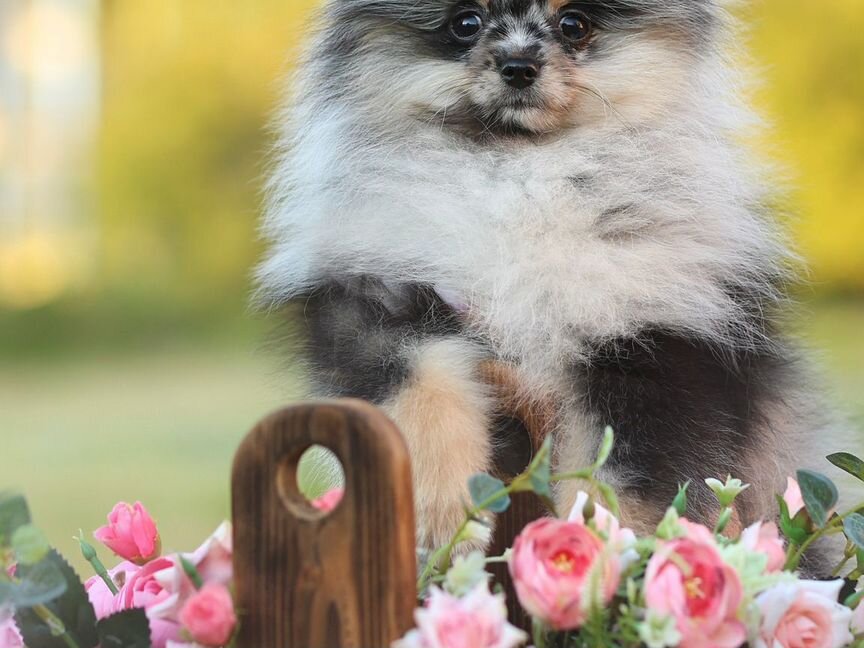 Мраморные померанцы (девочки и мальчик)