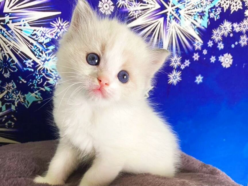Мальчики ragdoll, котята шоу класс