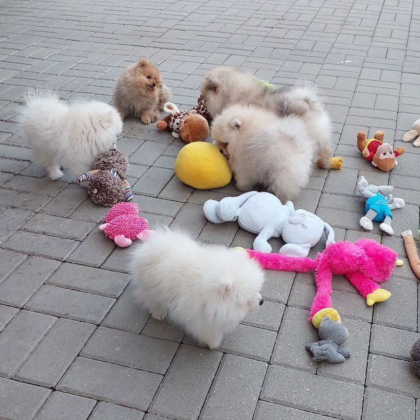 Померанский шпиц