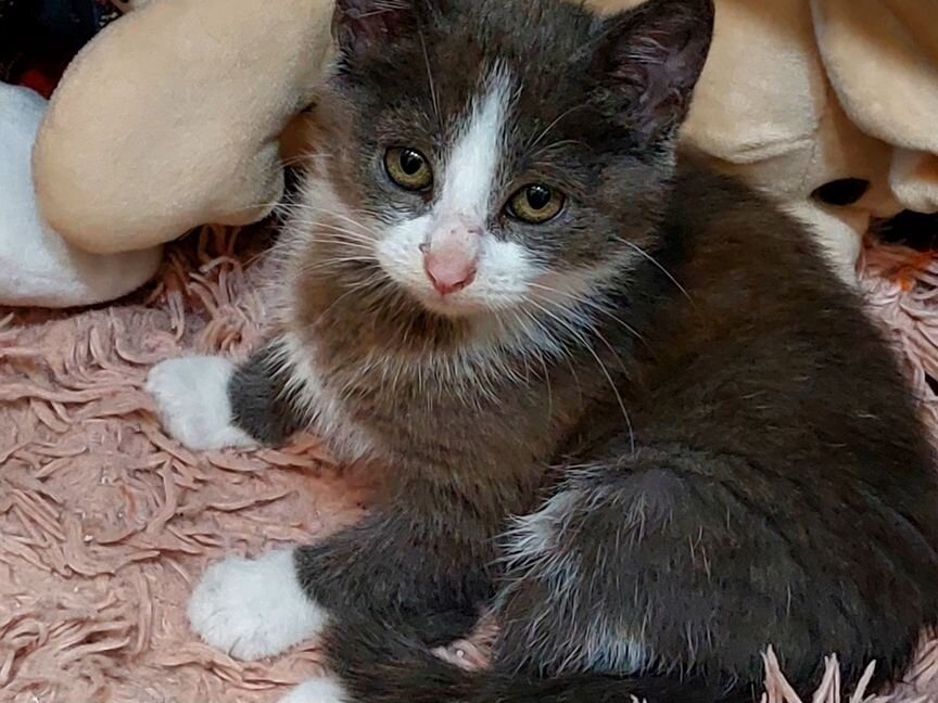 Котёнок девочка по имени Настя ищет дом