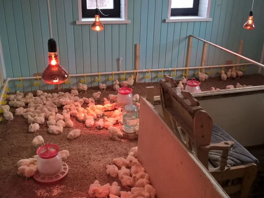 Цыплята бройлера кобб500