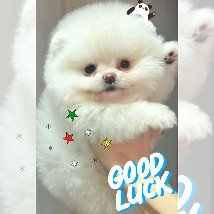 Померанский шпиц, щенок