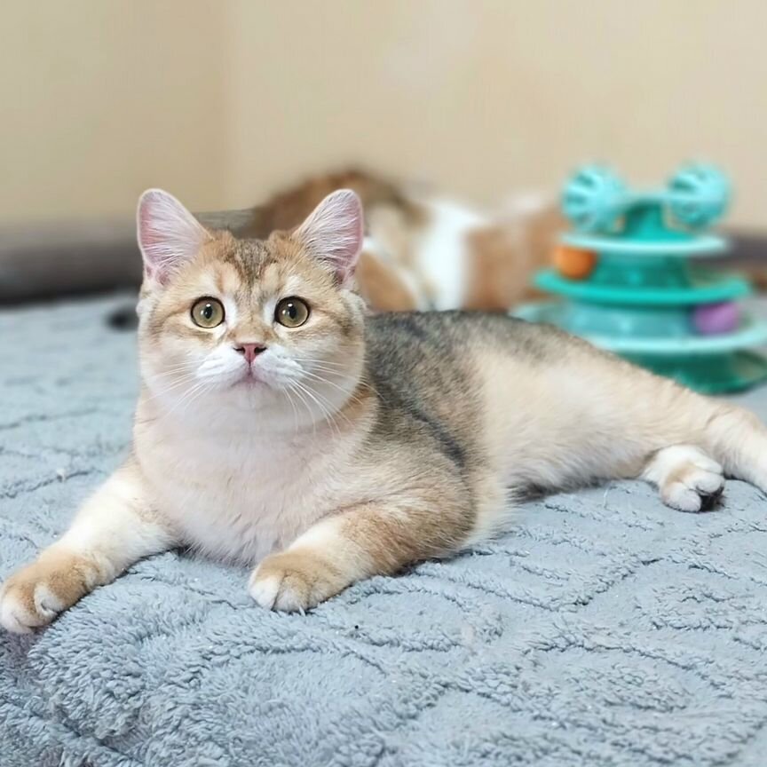 Шотландский прямоухий короткошёрстный котёнок