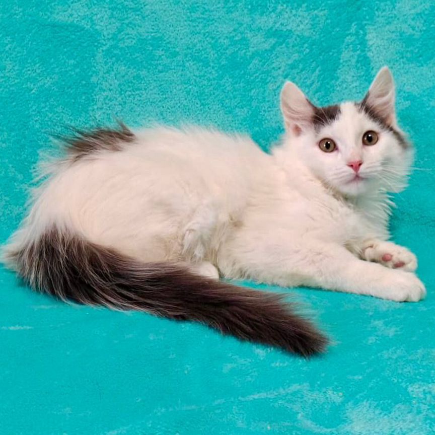 Европейский бурманский котёнок