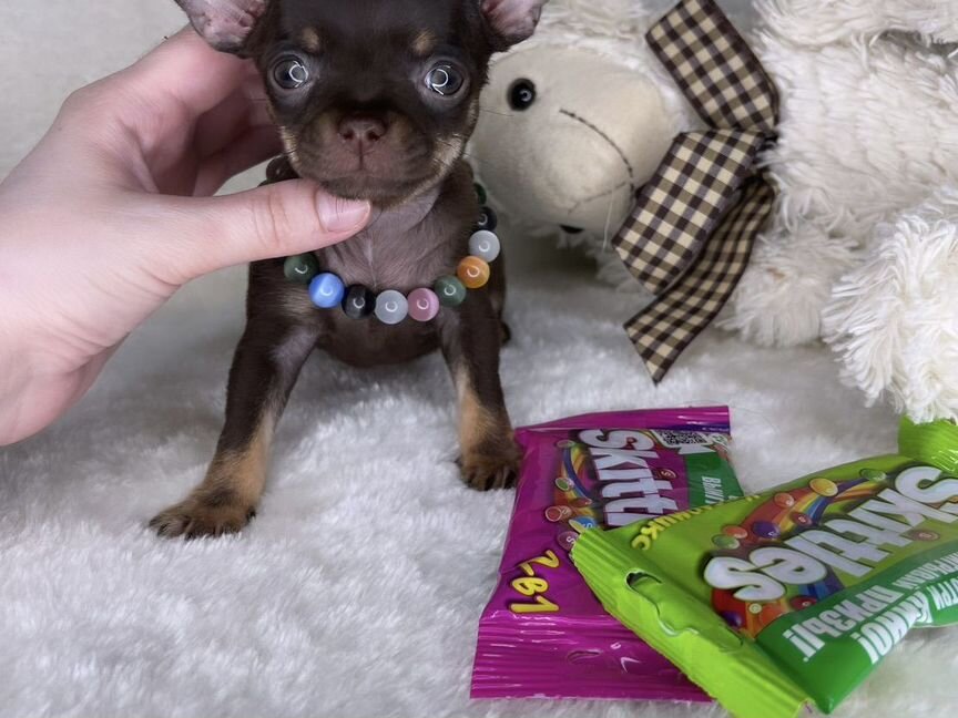 Кукольный мини мальчик чихуахуа