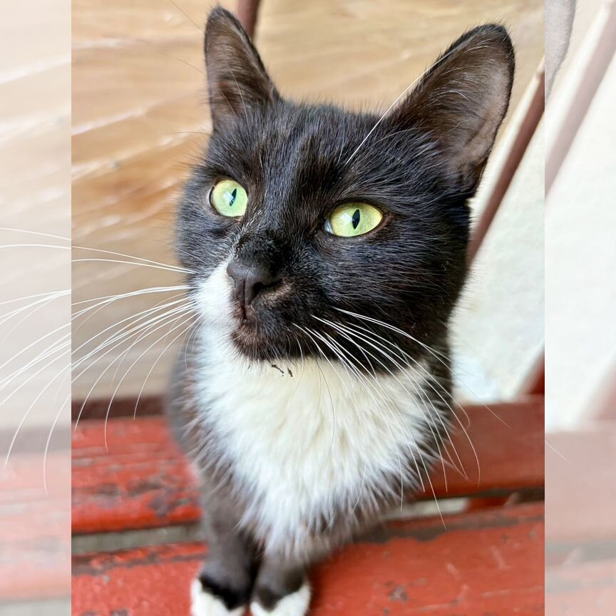 Котёнок в добрые руки