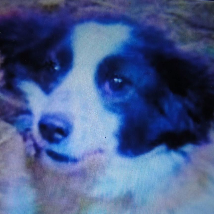 Собака дворняшка