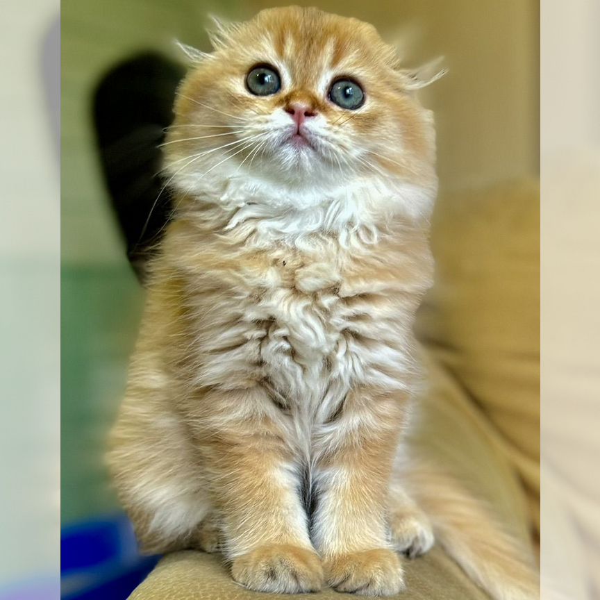 Шотландский вислоухий длинношёрстный котёнок