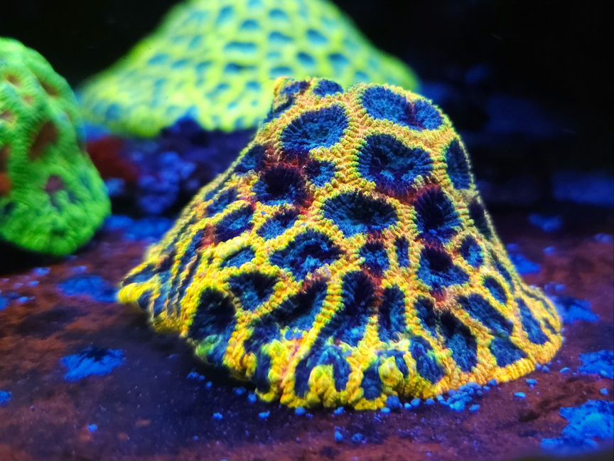 Фавия, TSA Yellow Submarine Favia, коралл живой