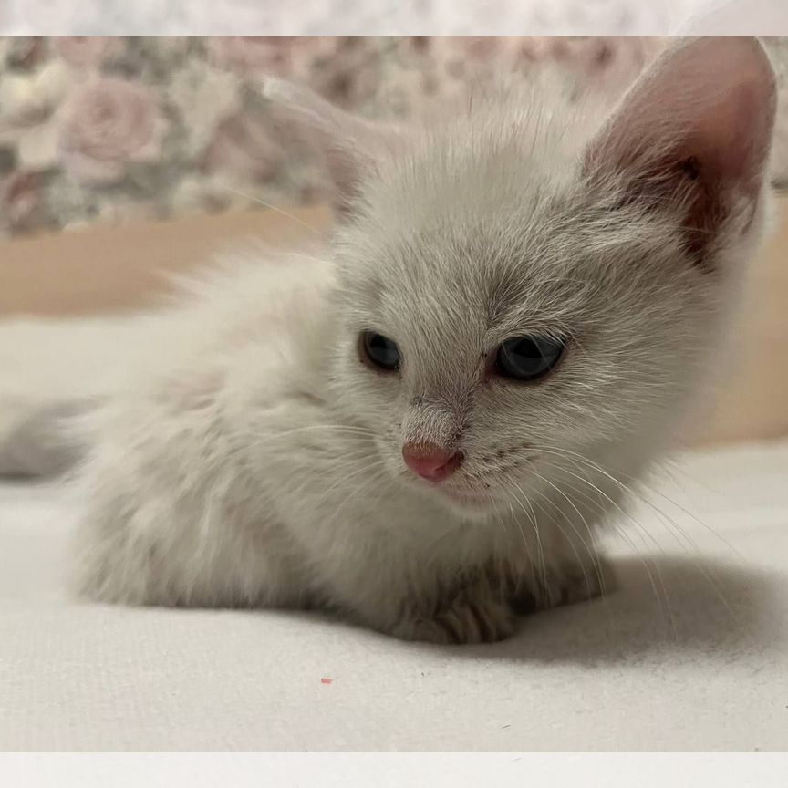 Невский маскарадный котёнок