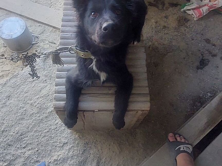 Отдам бесплатно собаку 4 мес мальчик мама хаски