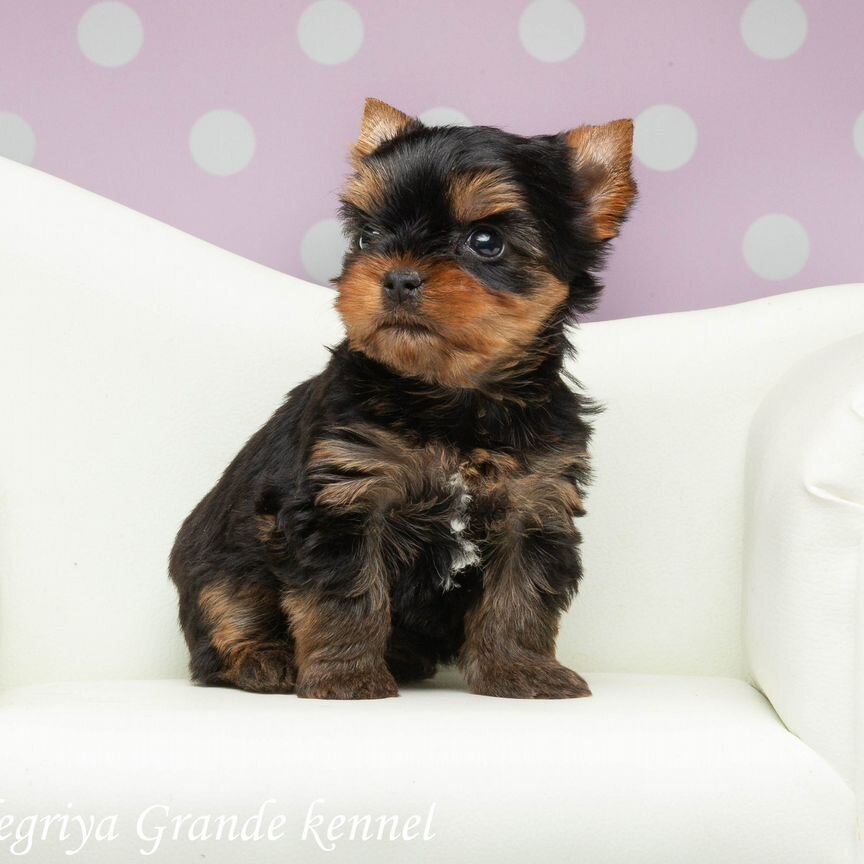 Леди йорка. Стандарт