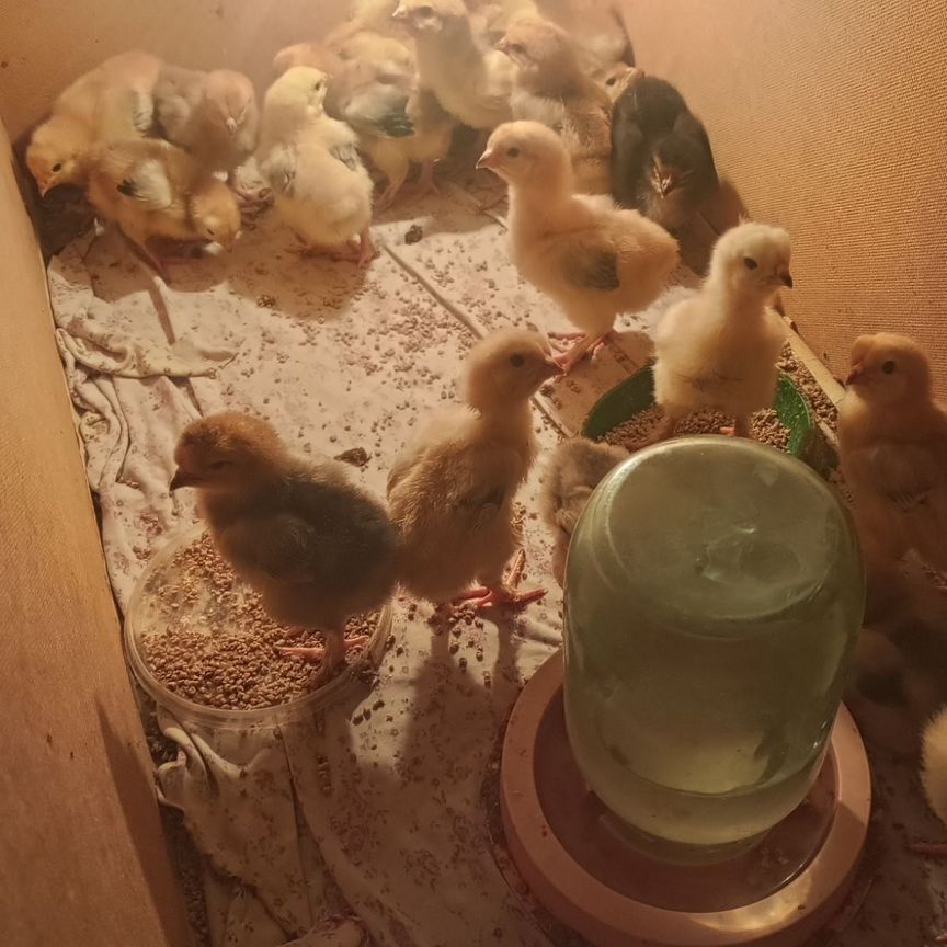 Продам цыплят суточные