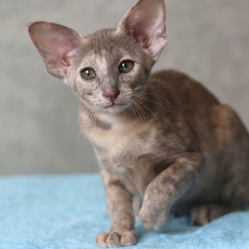 Лиловокремочка