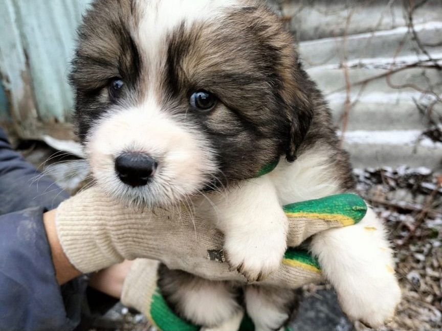 Щенкам очень нужен дом