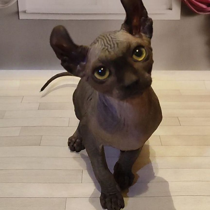 Канадский сфинкс котёнок