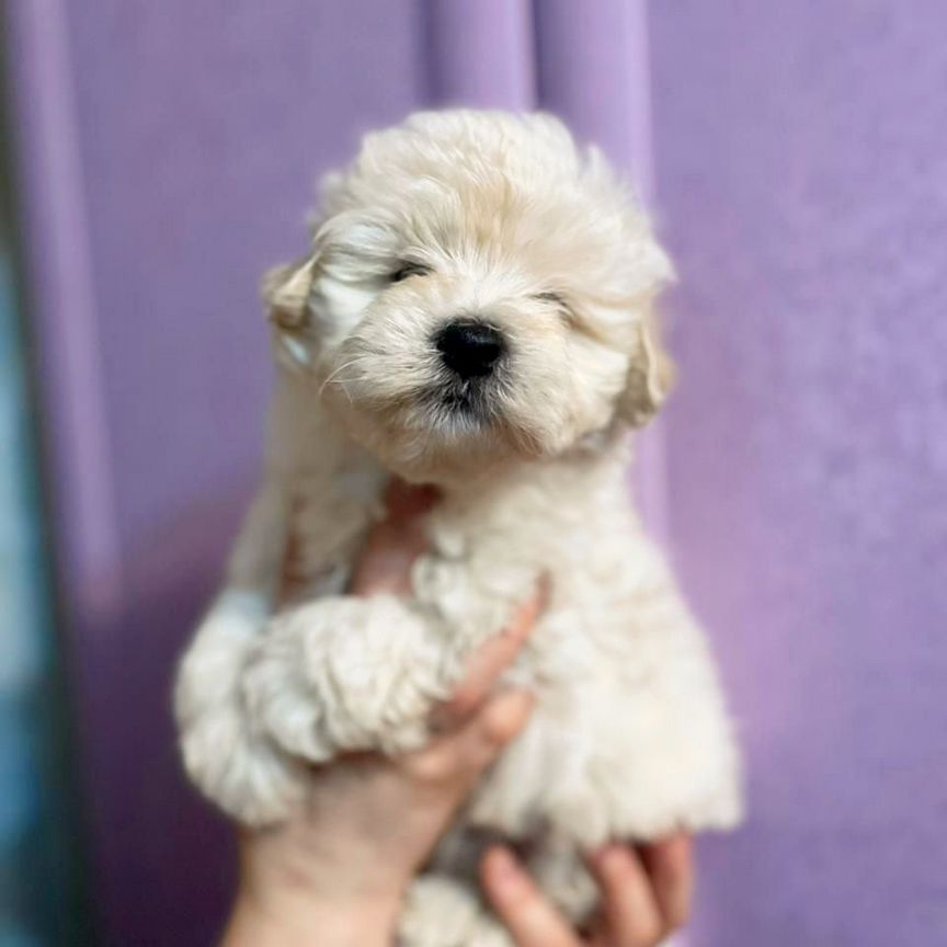 Мальтипу F1 минимишный малыш