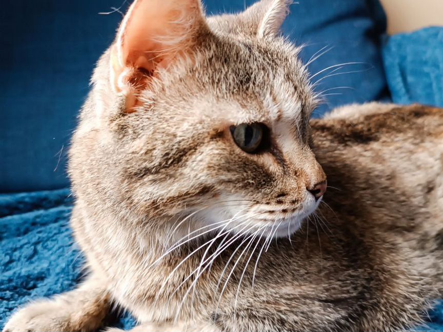 Кошка ищет дом